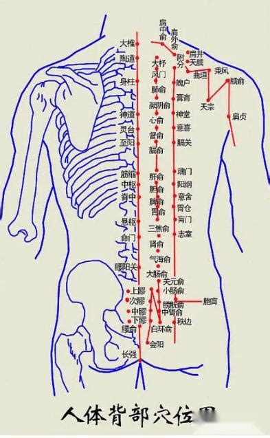 史上最全：人体内脏结构图，五脏六腑解剖图，人体经络图，青桐先生独家整理发布。 知乎