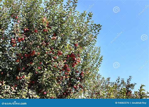 Apple Tree Stock Photo Image Of Copy Agriculture Picking 94082376