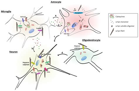 Extracellular Alpha Synuclein Encyclopedia Mdpi