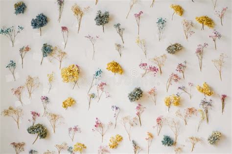 Assorted Dried Flowers Arranged Neatly Against A White Background Stock Image Image Of