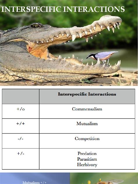Interspecific Interactions Simple Assignment 2ak6ehl[1]