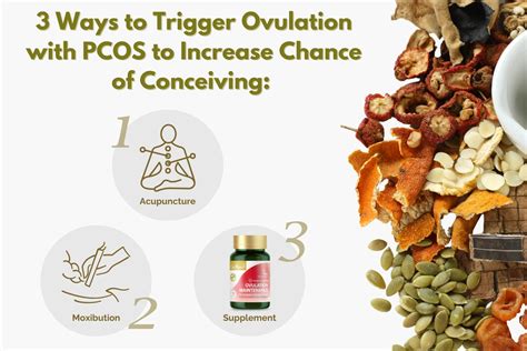 Inducing Ovulation With PCOS TCM S Natural Approach GinSen