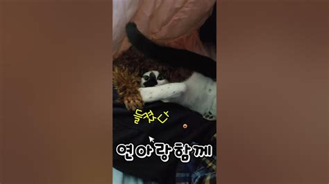 이불속이 궁금한 연아랑맘 늬들 사이가 왜이렇게 좋니♡ 고양이 냥춘기 강아지 연아랑함께 Cat Cute 반려견 Shorts Youtube