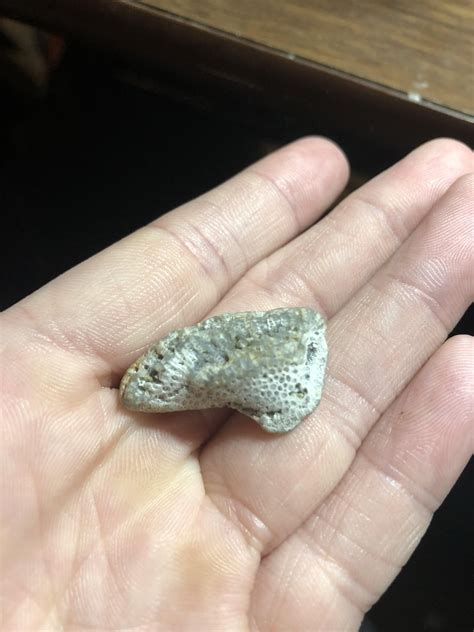 Is This A Fossil R Fossils