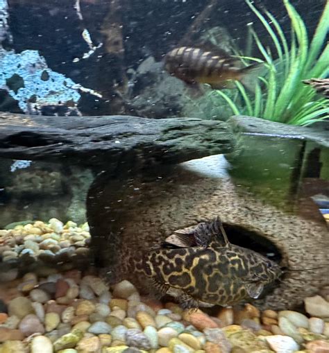 Identifying Catfish Raquariums