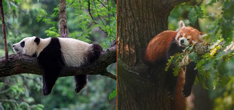 Are Red Pandas Related To Giant Pandas