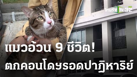 แมว 9 ชีวิต ร่วงคอนโดฯ ตกใส่รถ รอดปาฏิหาริย์ 28 05 66 ไทยรัฐนิวส์โชว์ Youtube