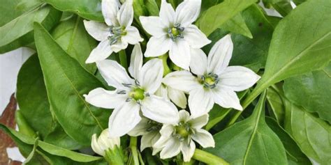 Pepper Flower Everything You Need To Know About The Floral Process Of