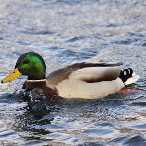 Утки Sex Youtube