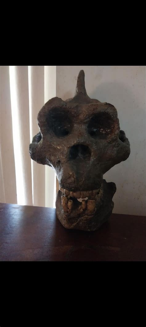 Gigantopithecus Blacki R Paleontology