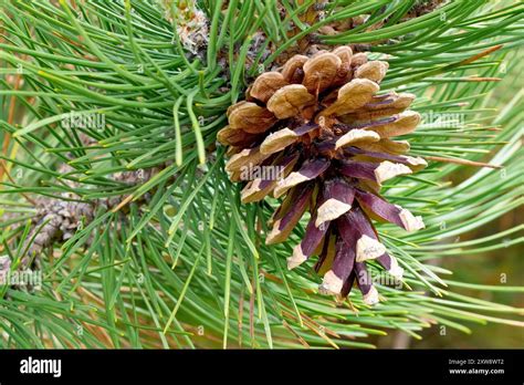 Black Pine Pinus Nigra Close Up Showing A Mature Cone Hanging On The
