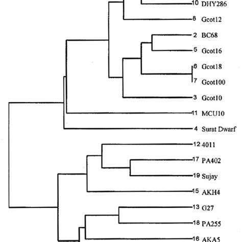 Dendrogram Obtained From Data Based On Issr Polymorphism Download