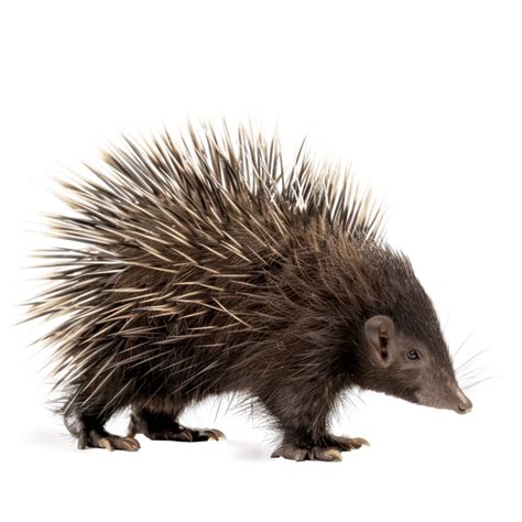 Porcupine Pngs For Free Download