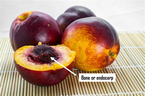 Drupe Fruit Examples