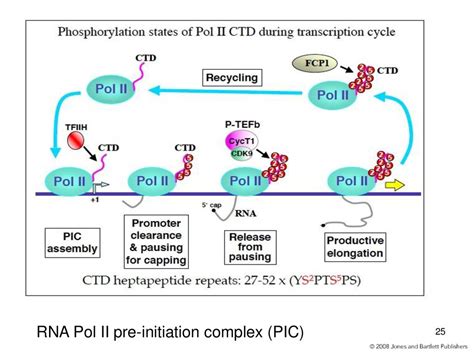 Promoters And Enhancers Ppt Download