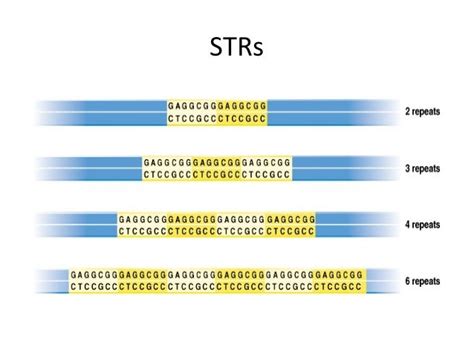 Repetitive Sequences In The Eukaryotic Genome