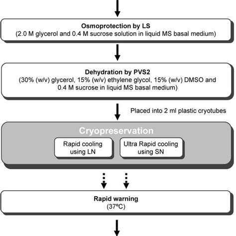 A Flowchart Of Vitrification Protocol Download Scientific Diagram