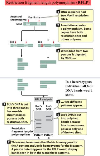 Genetics Exam 4 Ch 16 Flashcards Quizlet