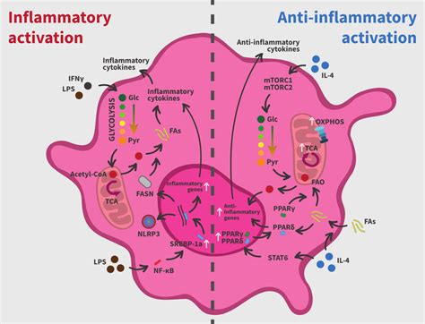 Macrophage Metabolism And Functional Activation Inflammatory