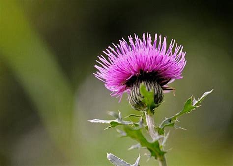 野薊 あざみ 俳句 潤む花