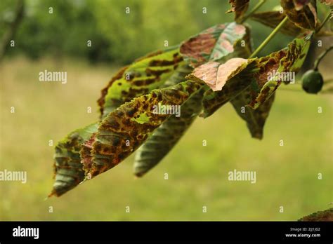 Horse Chestnut Tree Aesculus Hippocastanum Leaves Affected By Leaf