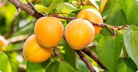 Stone Fruit Growing Guide Ifas Helping To Grow Blog
