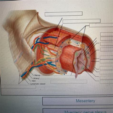 Solved Mesentery Myenteric Nerve Plexus Submucosal Nerve