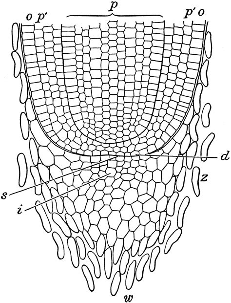 Corn Root Tip ClipArt ETC