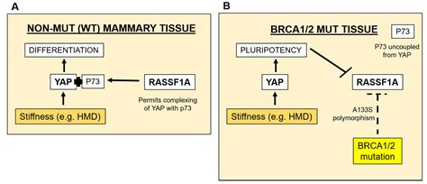 Cancers Free Full Text Rassf1a Suppression As A Potential Regulator