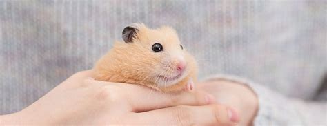 Things You Might Not Know About Hamster Cheek Pouches The Omlet Blog