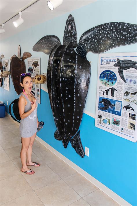Meeting The Patients At Marathon Keys Turtle Hospital — Mr And Mrs Adventure