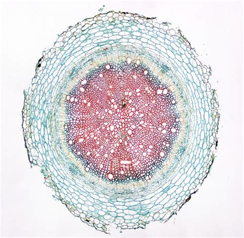 Ds001 Monocot And Dicot Roots Cs Valley Microscope
