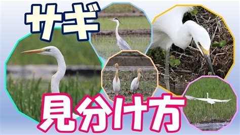 マルチ商法100 興味なしピリけい