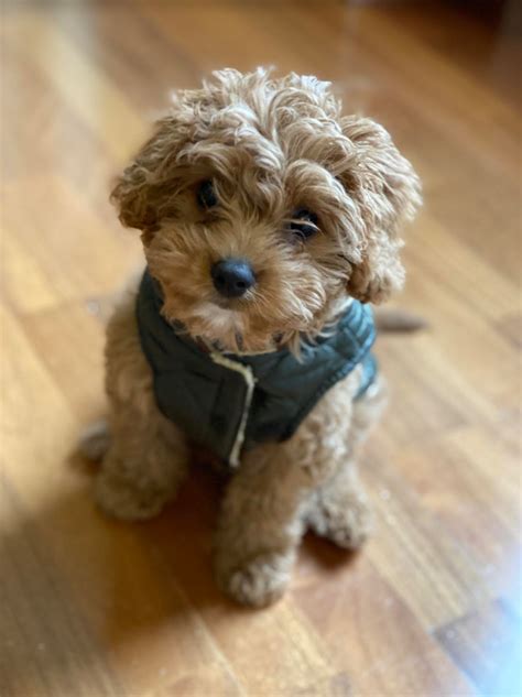 Mini Cavapoos 101 Size Characteristics Faqs And More