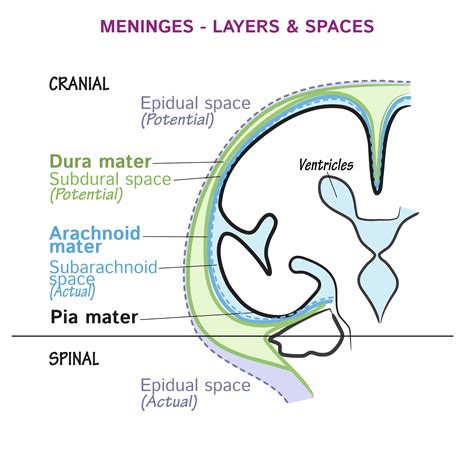 Arachnoid Mater Protective Layers Of The Brain