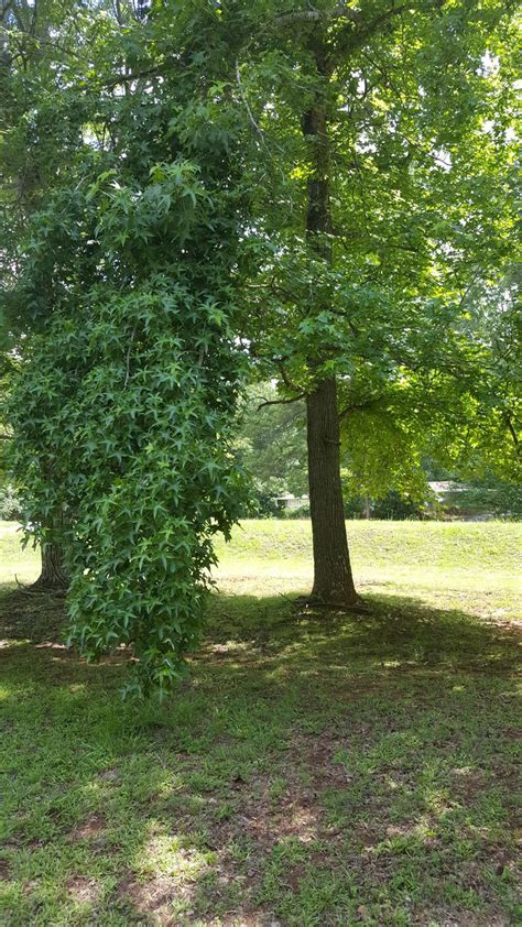 This Tree Has A Random Branch X More Dense With Leaves Than The Rest Of The Tree And The Weight