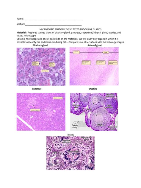 Endocrine System Laboratory Activity Pdf