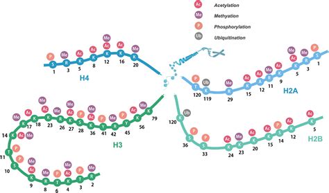 Posttranslational Modifications Of Histones Mechanisms Biological