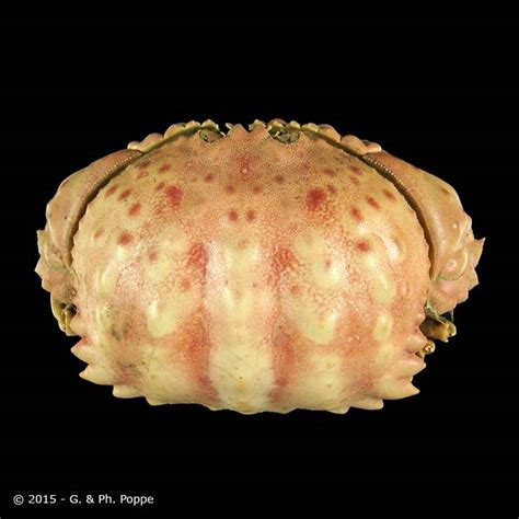 Calappa Pustulosa Crustaceology