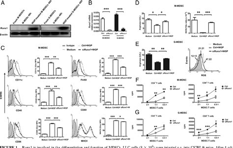 Figure 1 From Cells Via Targeting Runx1 And Function Of Myeloid Derived