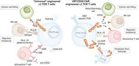 Minimally Modified Off The Shelf Allogeneic Car T Cells Molecular Therapy Oncology