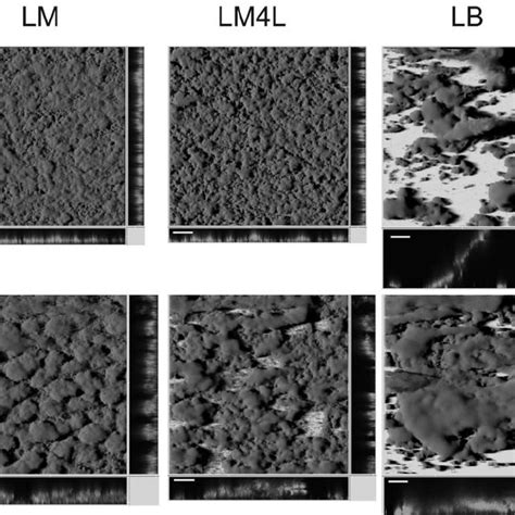 Architecture Of S Oneidensis Mr 1 As93 Biofilms Grown In Different