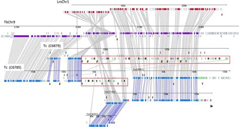 Comparative Genome Sequencing And Analyses