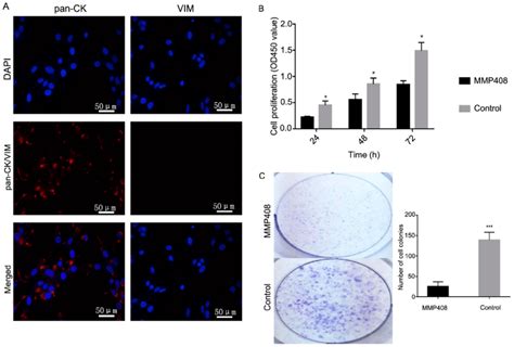 Immunofluorescence Cell Counting Kit 8 And Colony Formation Analyses Download Scientific