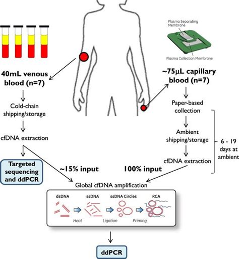 Whole Genome Amplification Of Cell Free Dna Enables Detection Of Circulating Tumor Dna Mutations