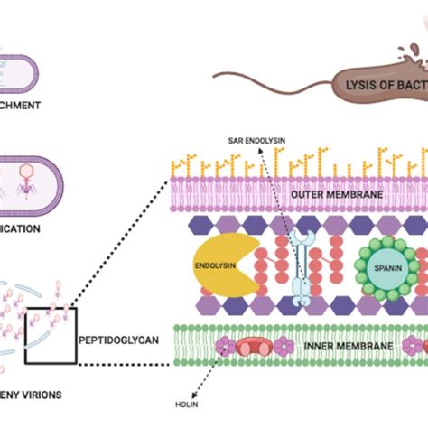 Bacteriophage Endolysins As An Antibacterial Agent A Phage Derived