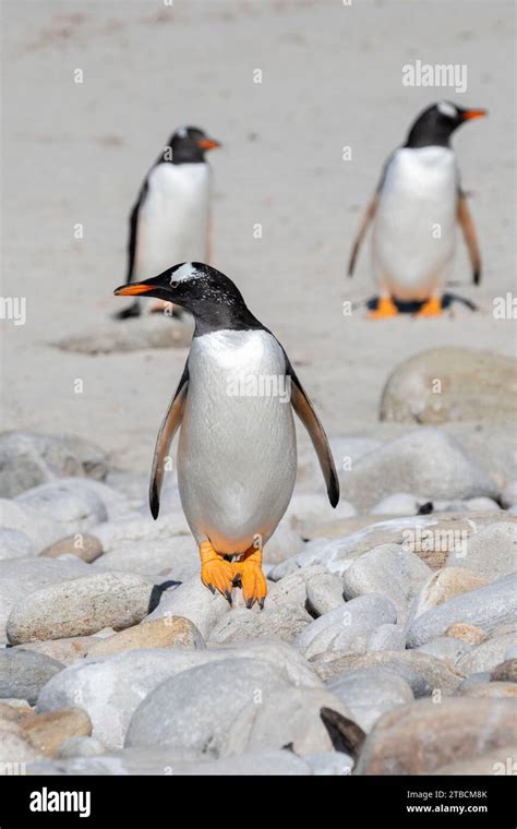 Falkland Islands West Falklands Grave Cove Gentoo Penguins