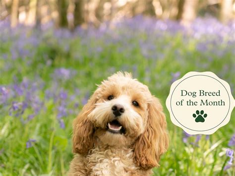 Cual Es La Mejor Comida Para Un Cachorro Cockapoo