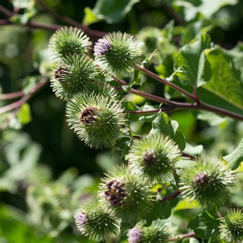 Buy Burdock Seeds Certified Organic Uk Grown