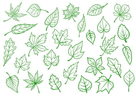Green Leaves Set In Outline Style 11521530 Vector Art At Vecteezy